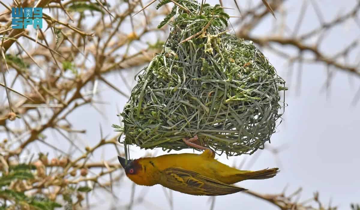 Golden Weaver bird Asir: Nature’s top nest builder spotted - The Saudi ...