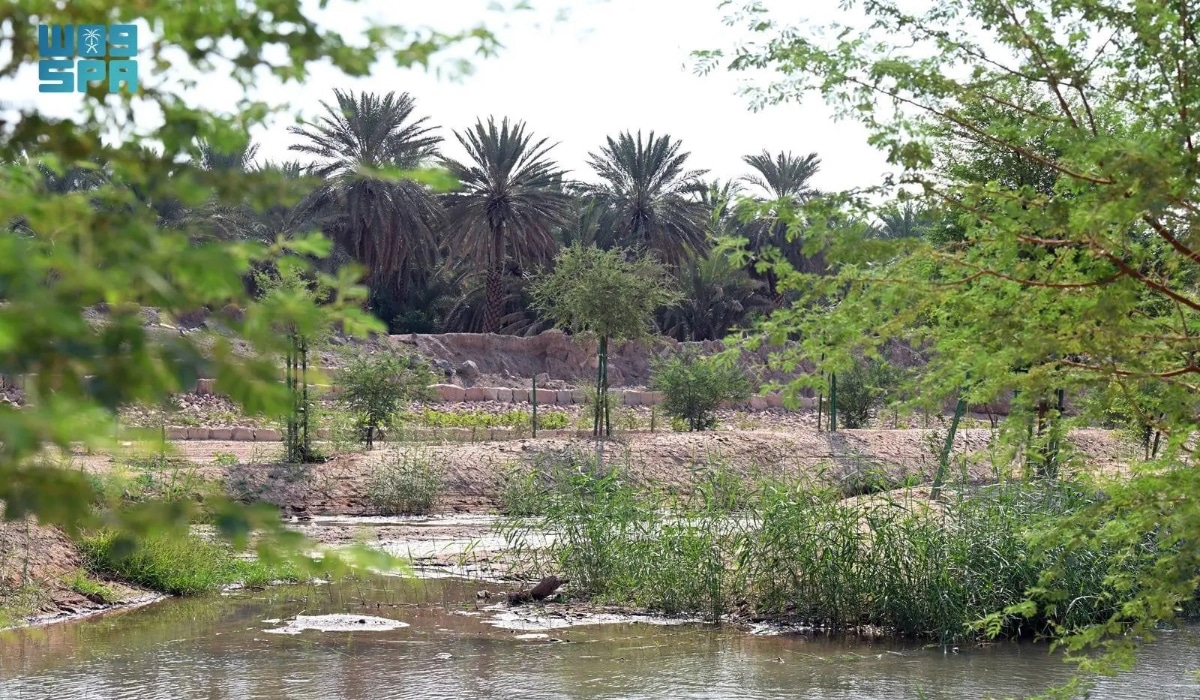 Wadi Qanah Madinah transforms into historic green landmark - The Saudi ...